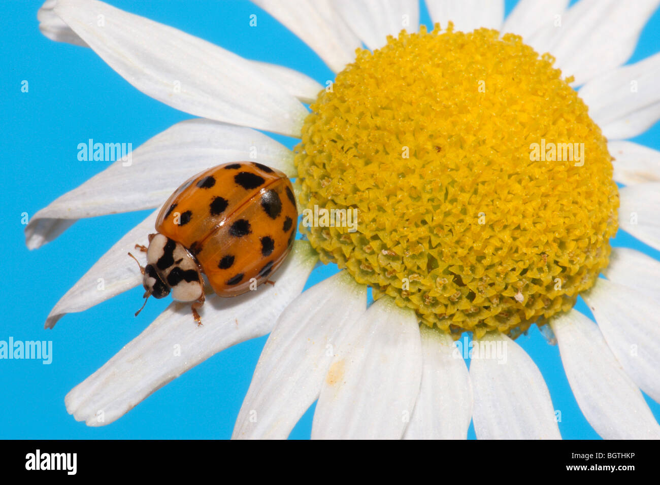 ladybird on blossom Stock Photo - Alamy