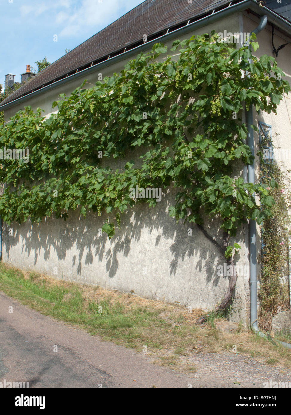 grape vine wall road France house Stock Photo - Alamy