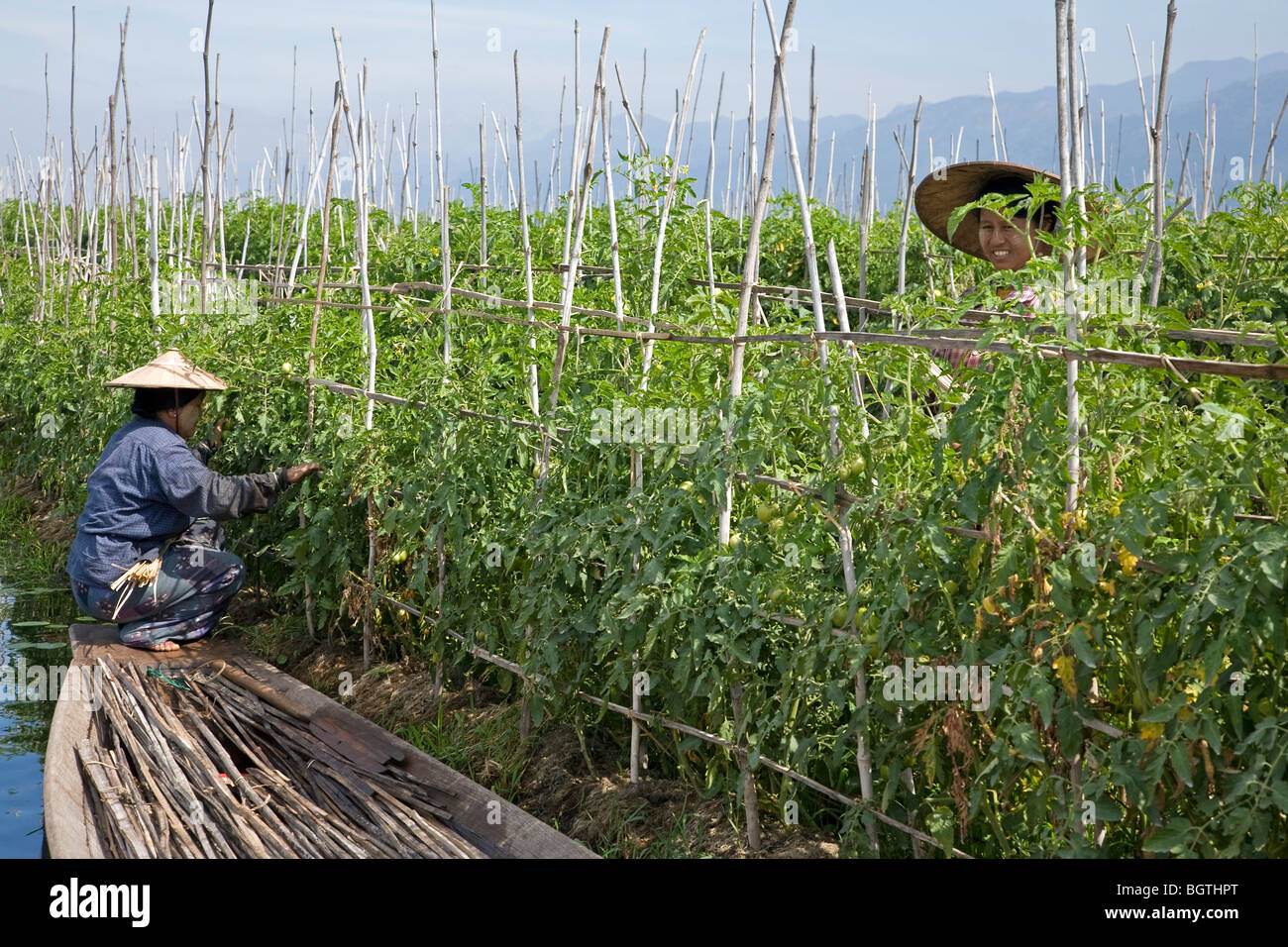 Women working on a floating tomatoes plantation. Inle Lake. Myanmar ...