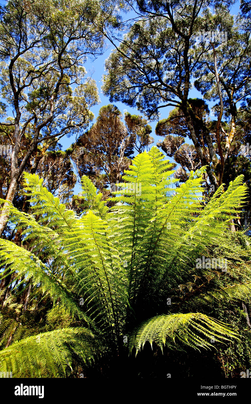 Tasmanian forest. Fern and eucalyptus trees Stock Photo - Alamy