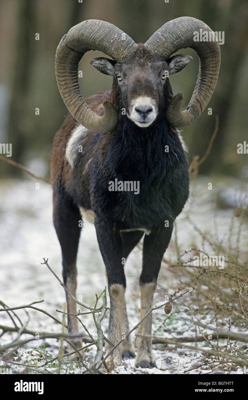 Moufflon - male / Ovis orientalis musimon Stock Photo - Alamy
