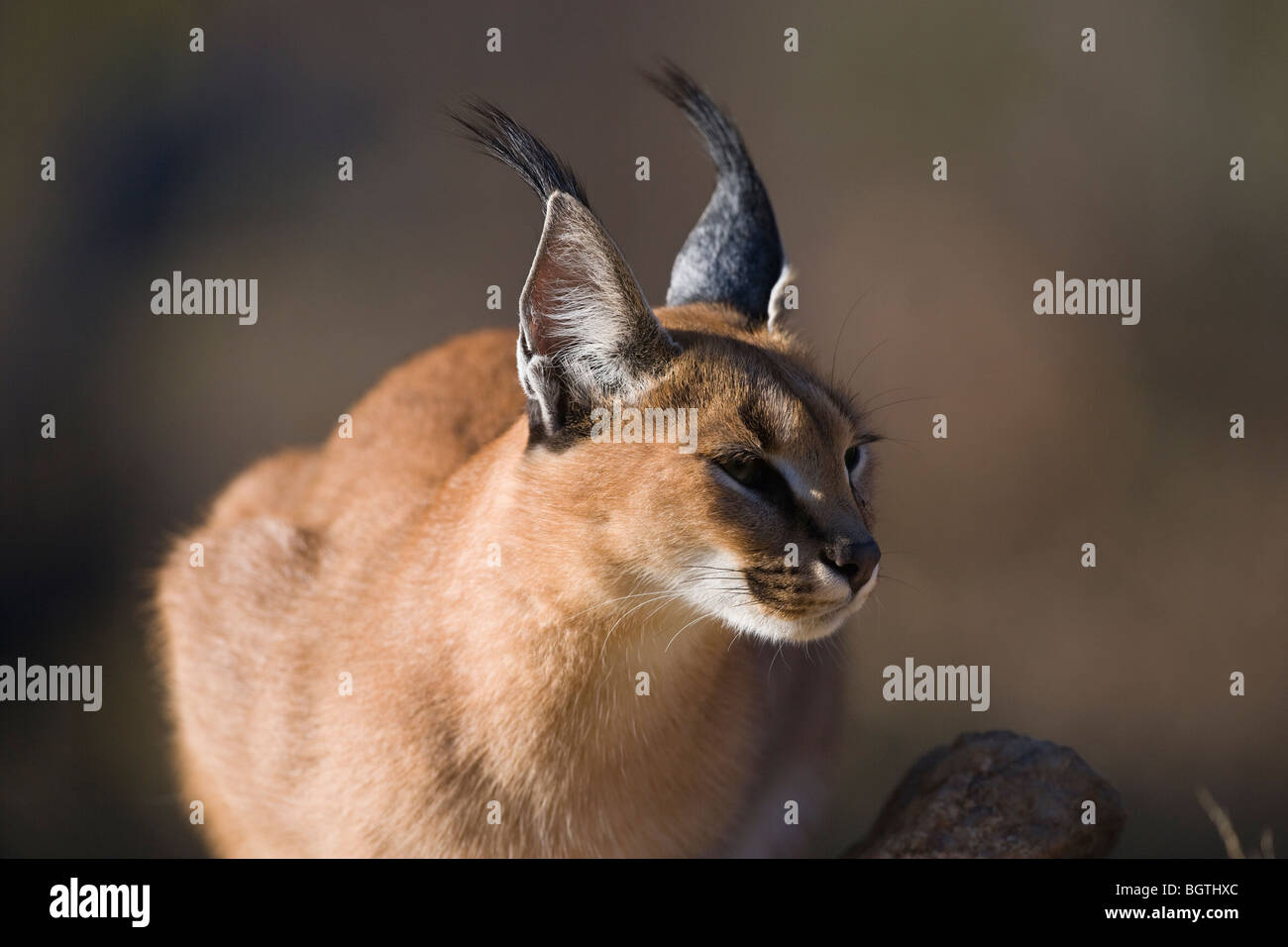 An alert caracal (Felis caracal) with long tufted ears Stock Photo - Alamy