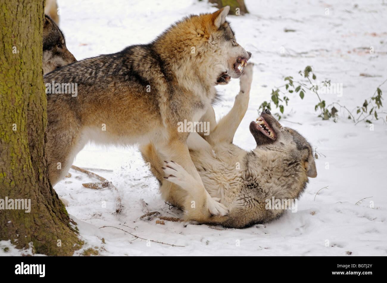 Two fighting wolves hi-res stock photography and images - Alamy