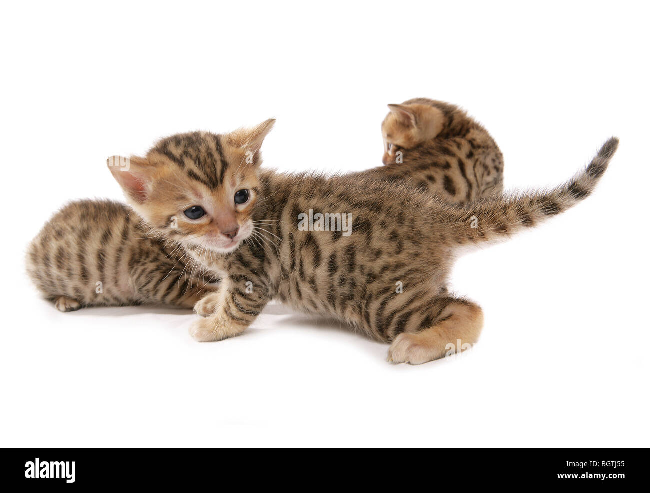 Cute little kitten lies Cut Out Stock Images & Pictures - Alamy