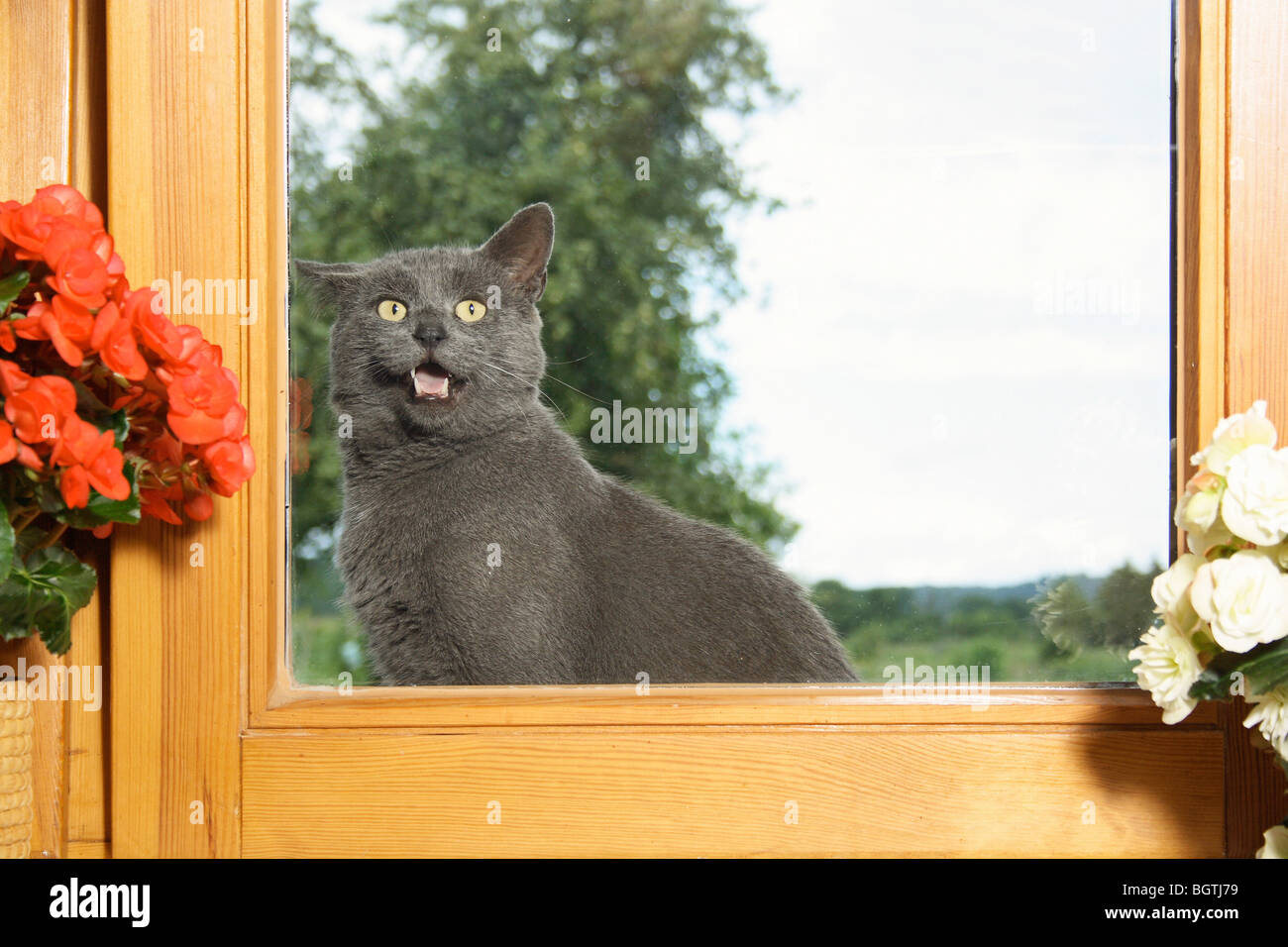grey cat behind window Stock Photo - Alamy