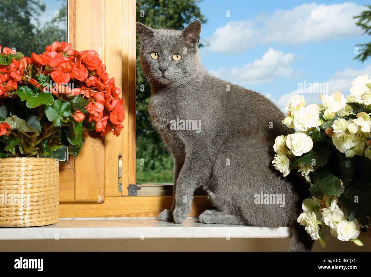 grey domestic cat - sitting on a window sill Stock Photo - Alamy