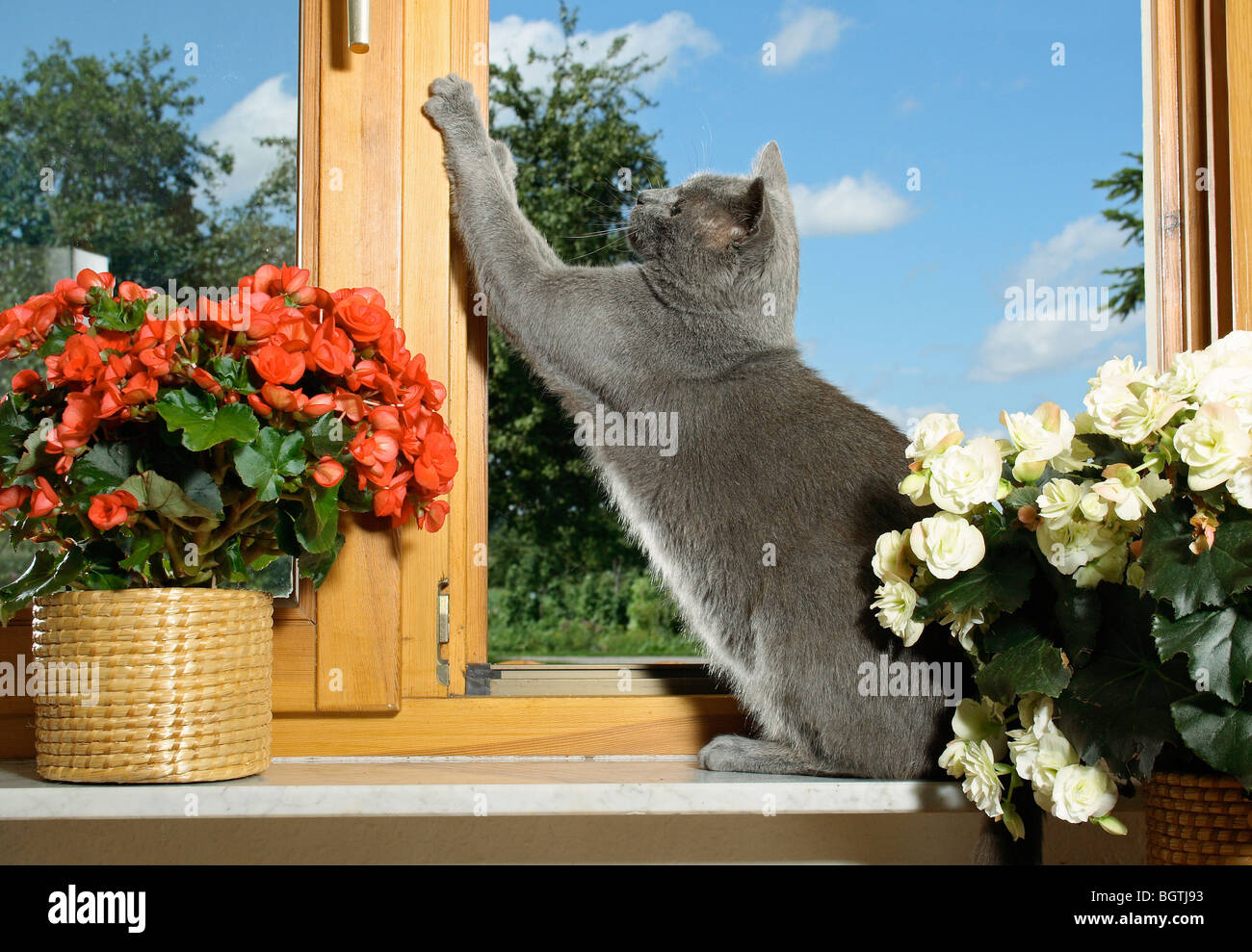 grey domestic cat - scratching at a window Stock Photo - Alamy