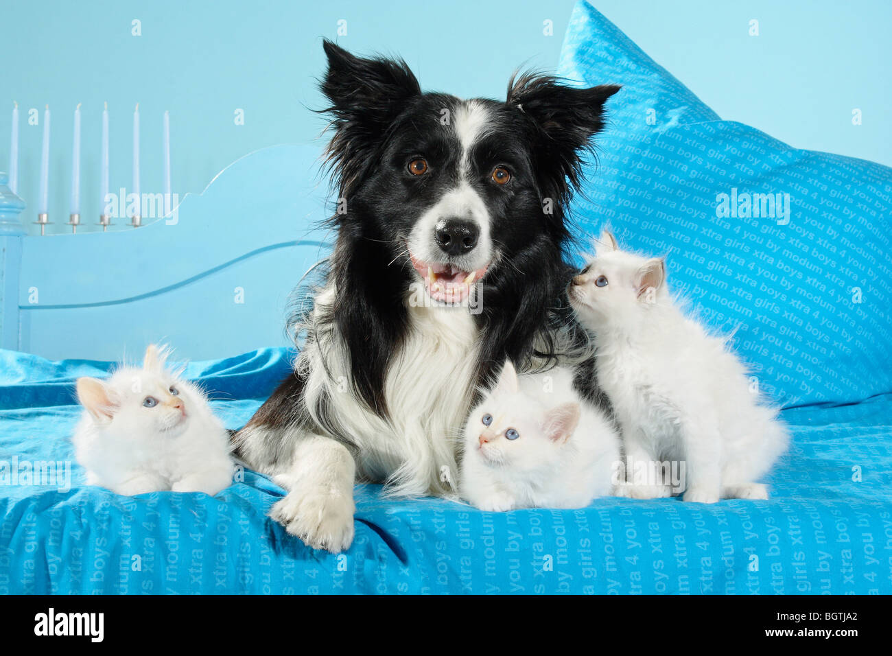 Are Collie Dogs Good With Cats