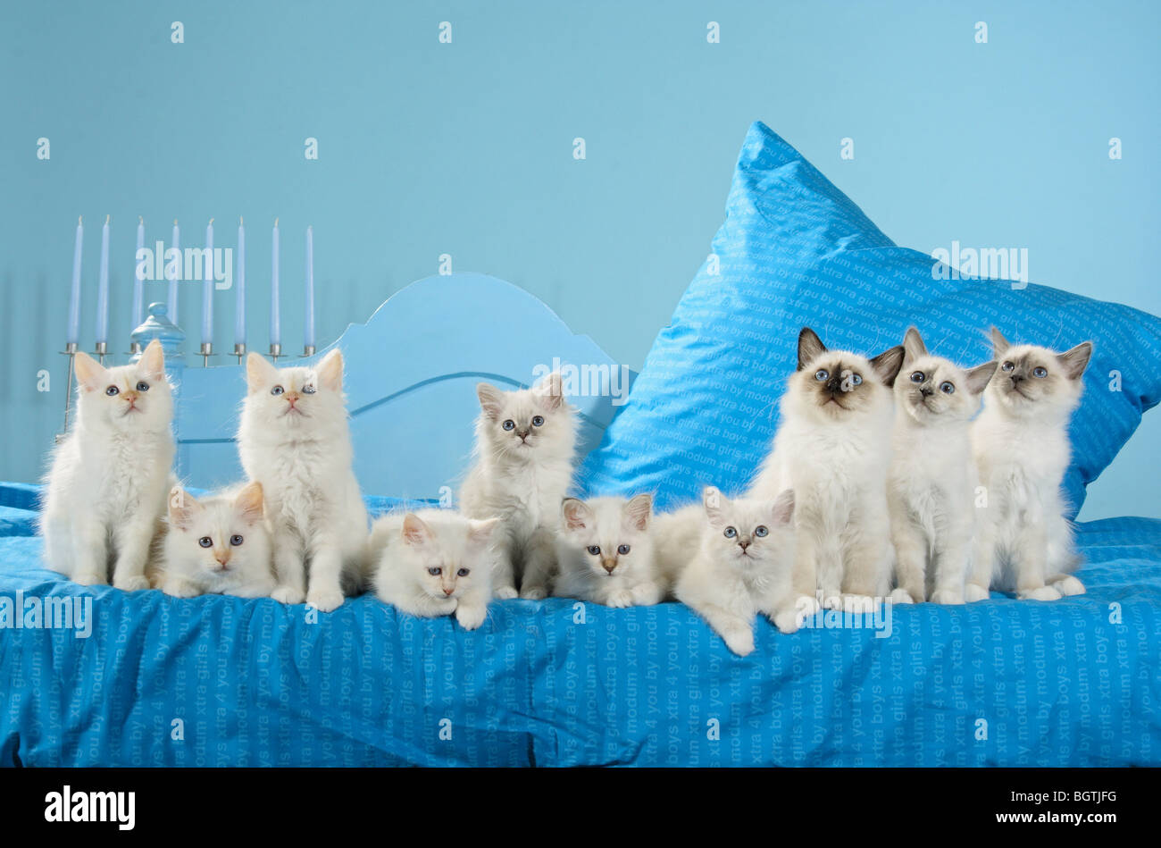 Sacred cat of Burma - ten kittens on a bed Stock Photo - Alamy