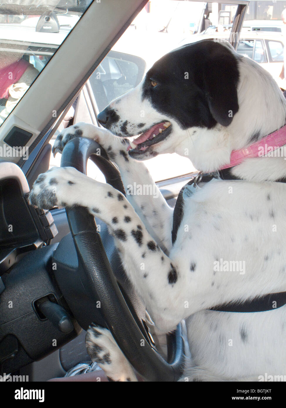 Dog In Driver Seat