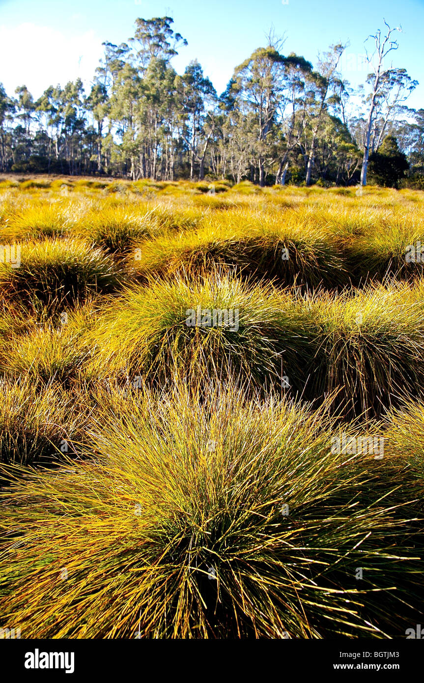 Button grass, Cradle Mountain National Park, Tasmania Stock Photo - Alamy