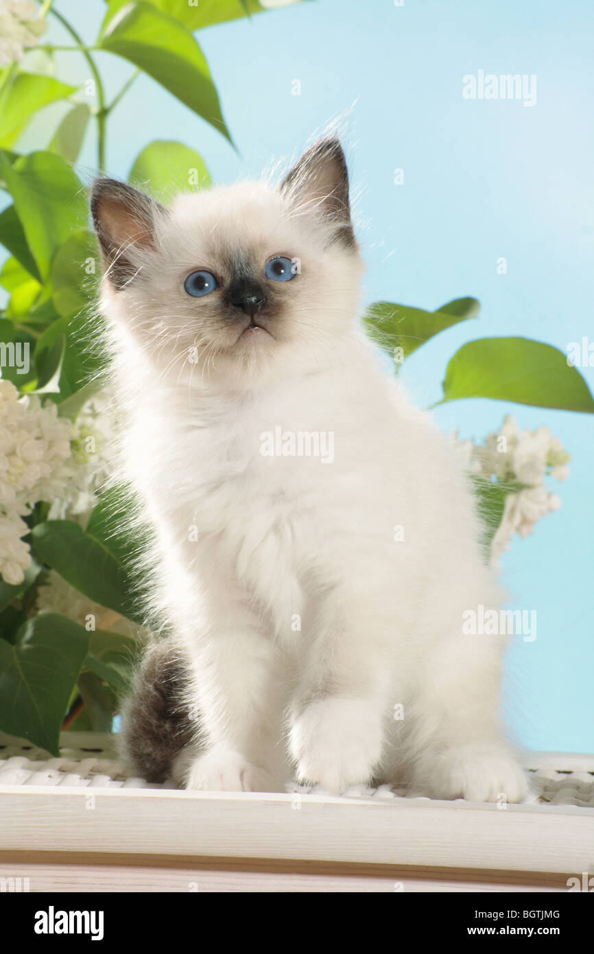 Sacred cat of Burma - kitten - sitting Stock Photo - Alamy