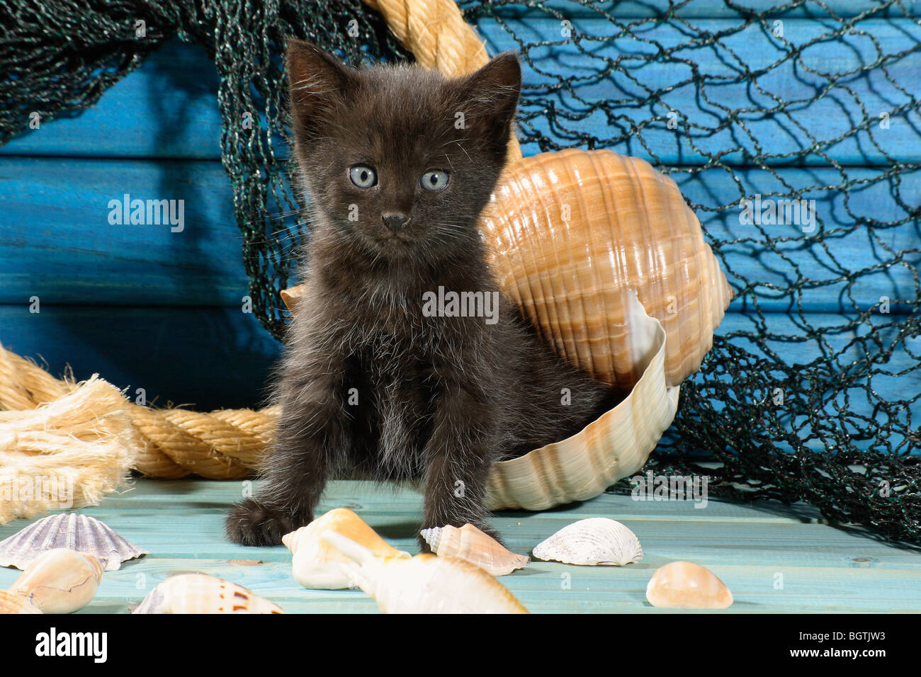 domestic cat - black kitten sitting between shells Stock Photo - Alamy