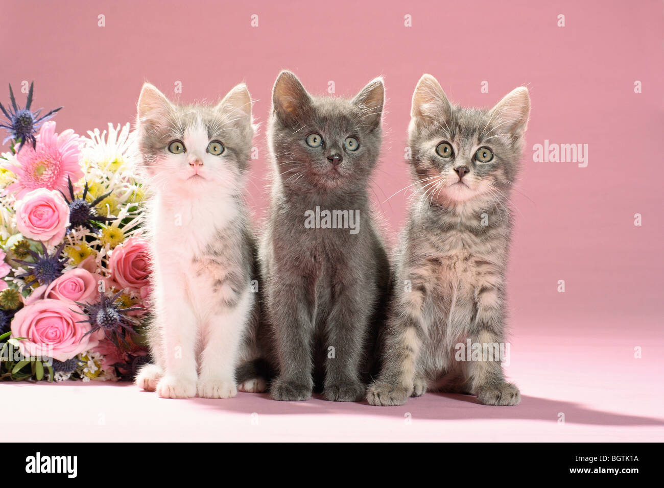 Three flower cat hi-res stock photography and images - Alamy