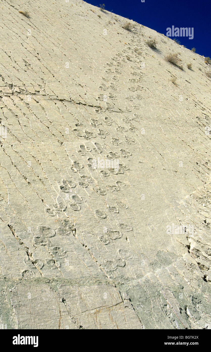 Fossilized tracks of dinosaurs. Sucre. Bolivia Stock Photo - Alamy