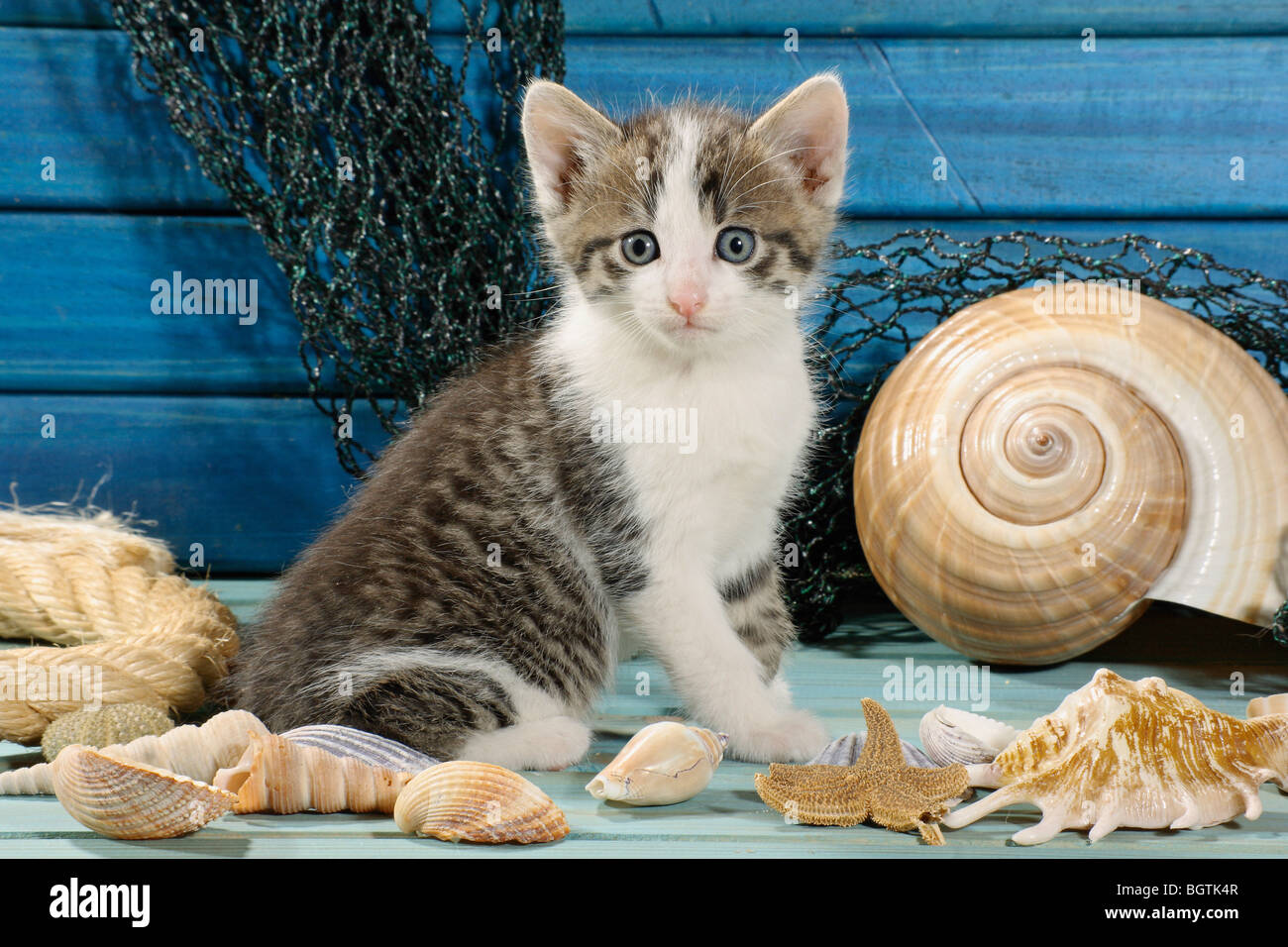 domestic cat - kitten sitting between shells Stock Photo - Alamy