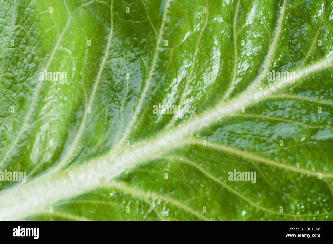 Leaf of a plant close up Stock Photo - Alamy