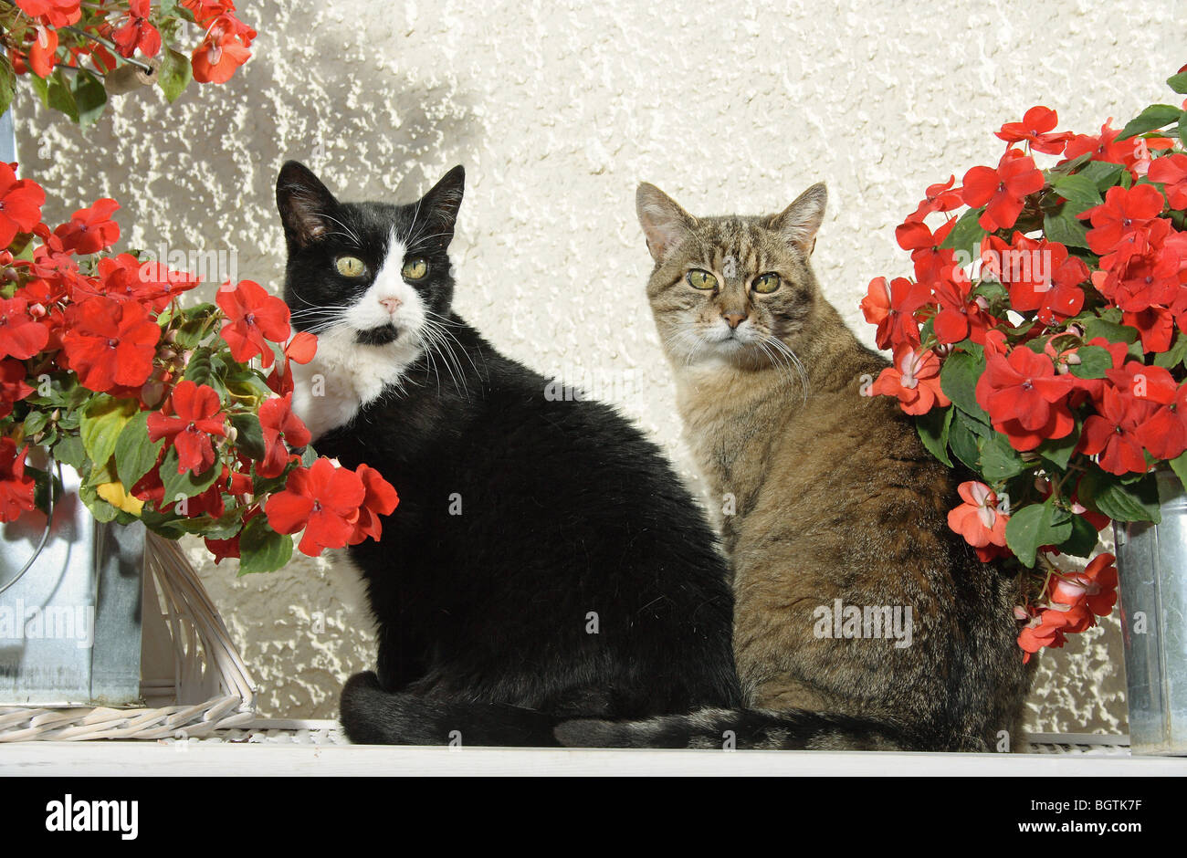 two domestic cats - sitting between flowers Stock Photo - Alamy