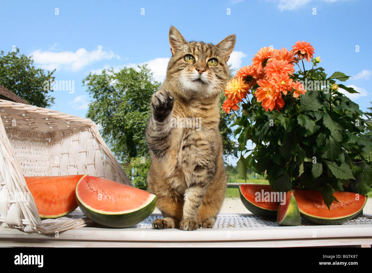 tabby domestic cat - sitting between melons Stock Photo - Alamy