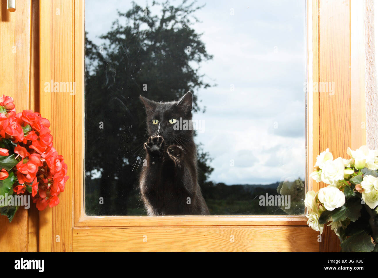 black domestic cat - scratching at a window Stock Photo - Alamy