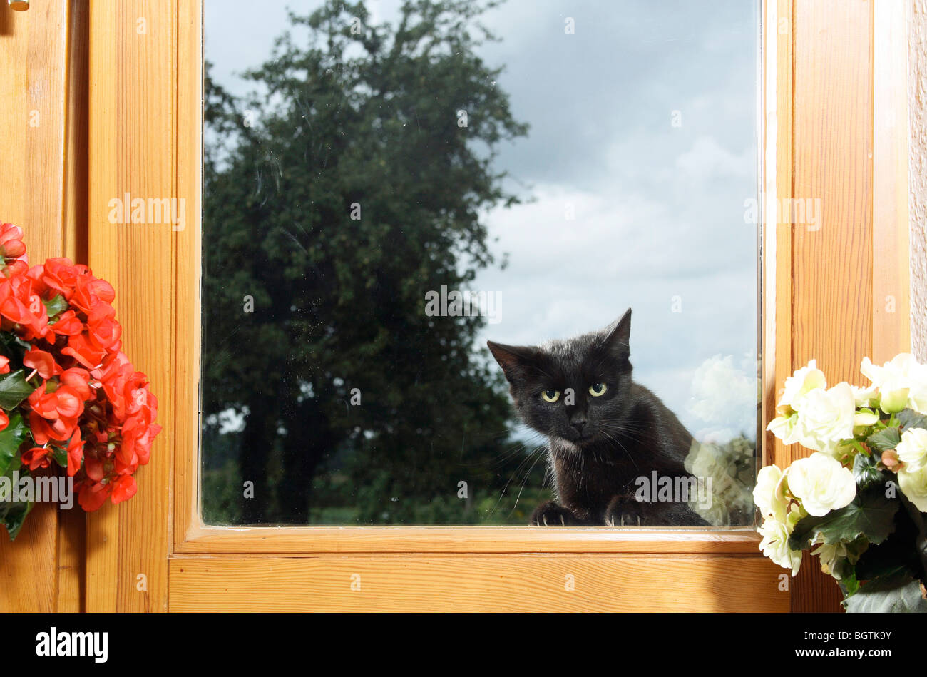 black domestic cat - in front of a window Stock Photo - Alamy