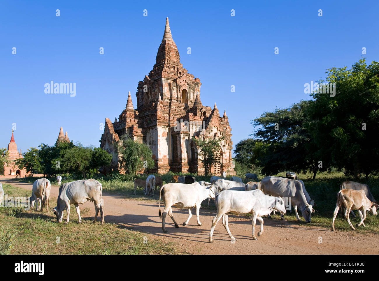 Burmese temple and cows grazing. Bagan. Myanmar Stock Photo - Alamy