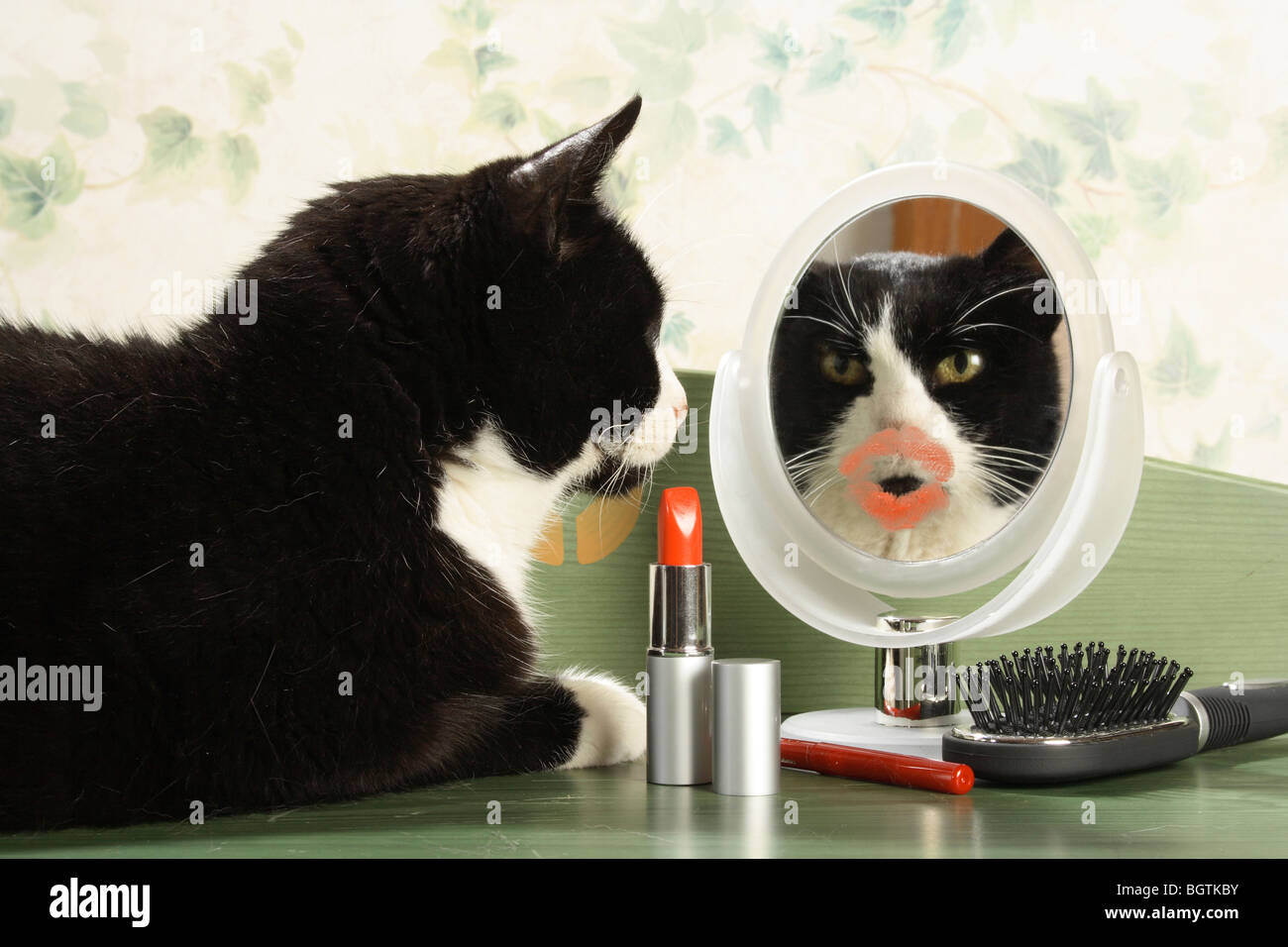 domestic cat lying - looking into a mirror Stock Photo - Alamy