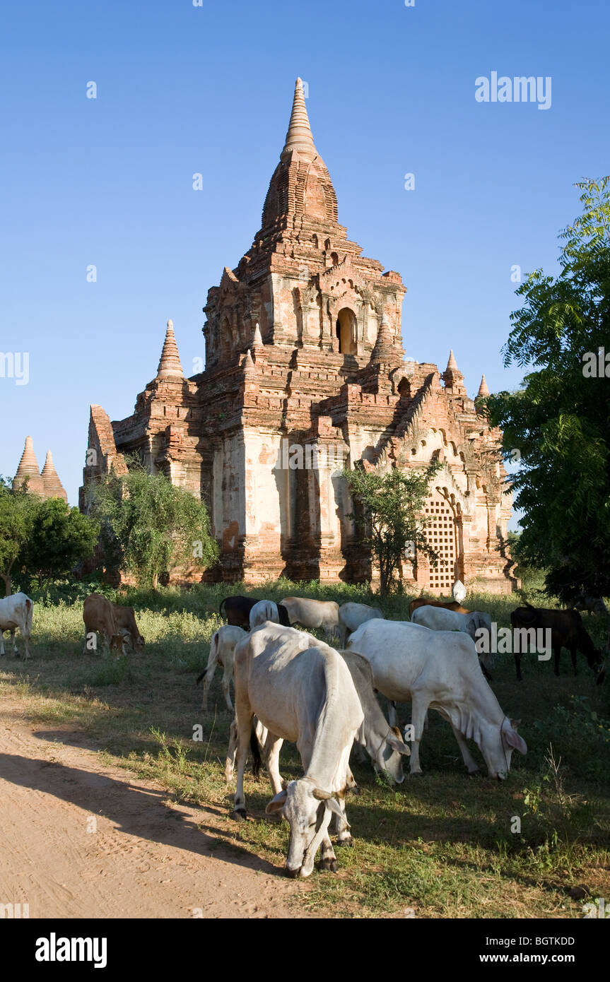 Myanmar cows hi-res stock photography and images - Alamy