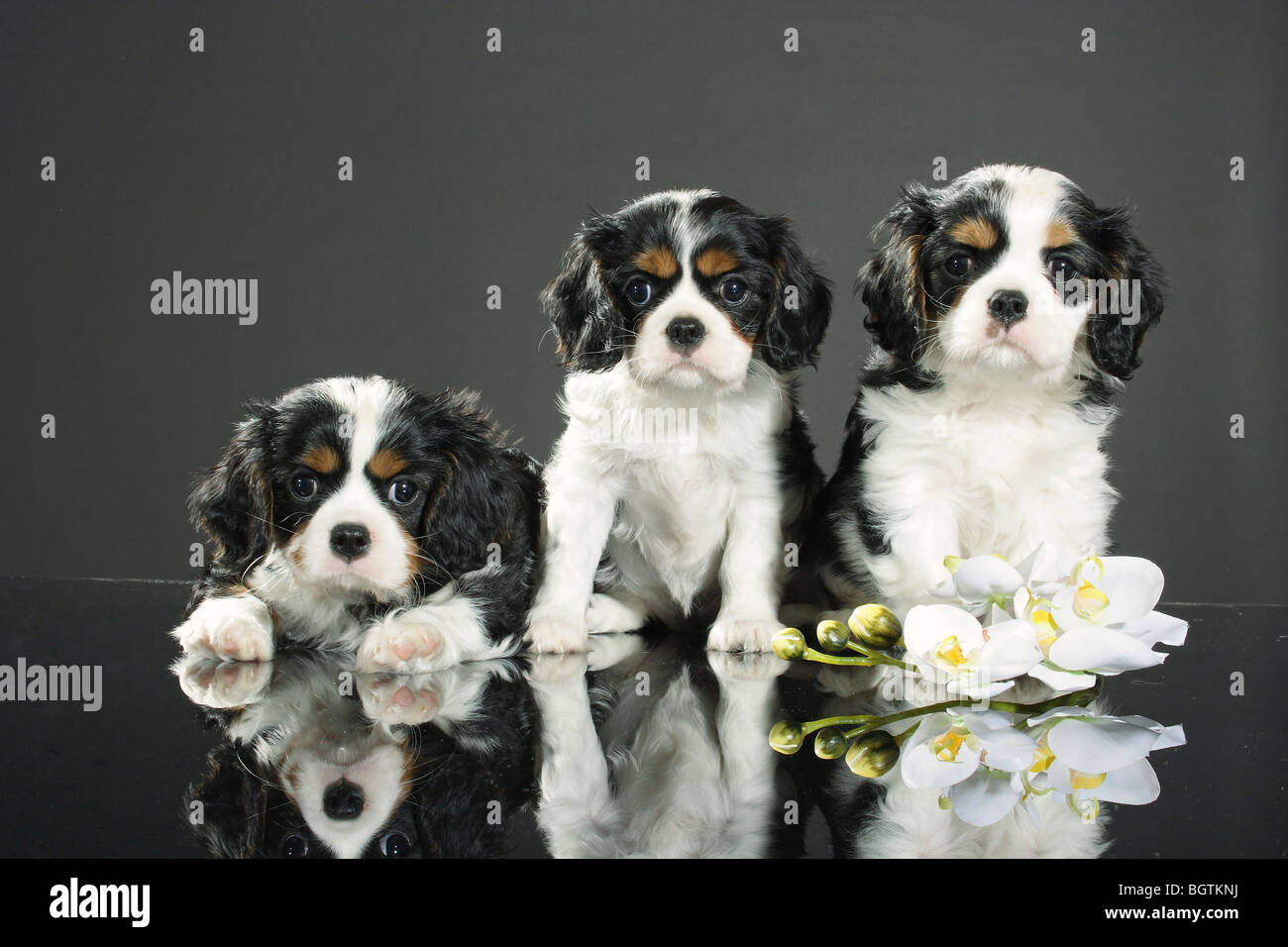Image of three spaniels hi-res stock photography and images - Alamy