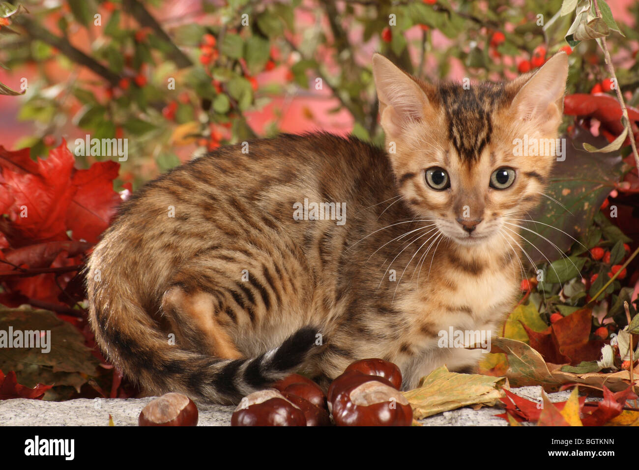 Bengal cat - kitten lying between autumn foliage and chestnuts Stock ...