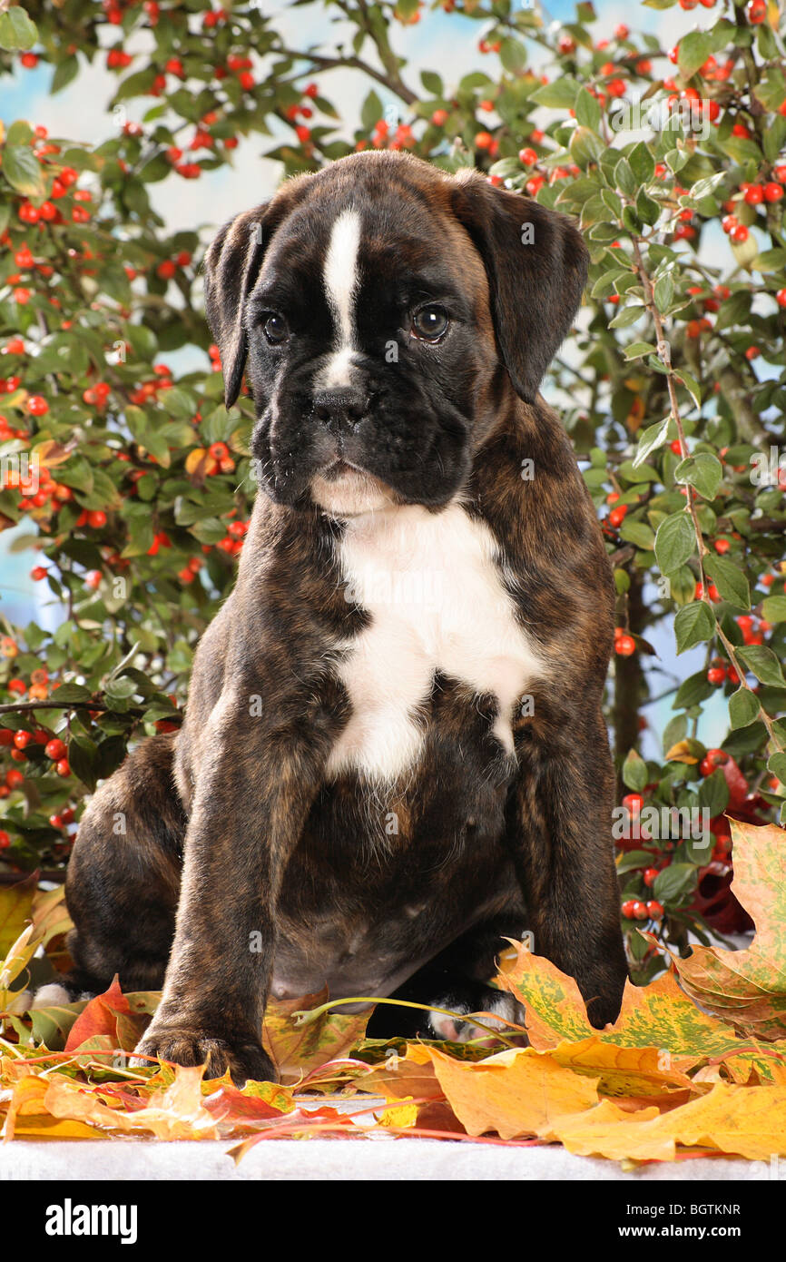 Boxer dog - puppy sitting on autumn foliage Stock Photo - Alamy