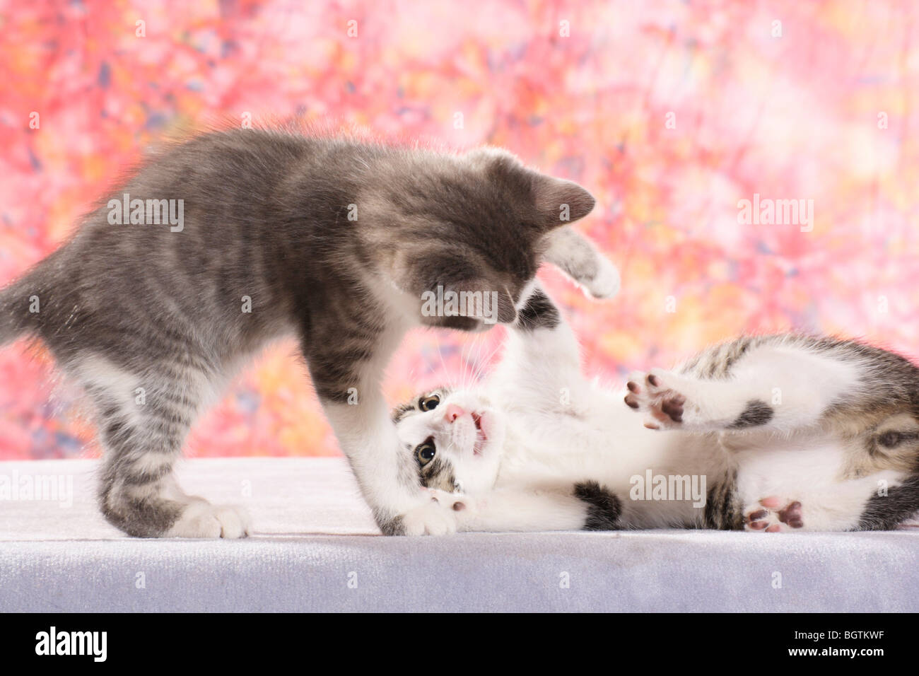 two kittens - playing Stock Photo - Alamy