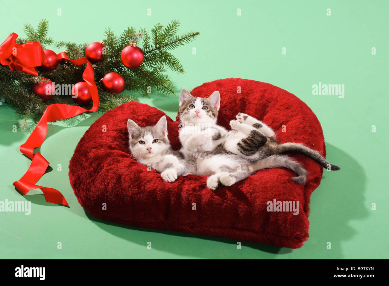 two kittens - lying on a red pillow Stock Photo - Alamy