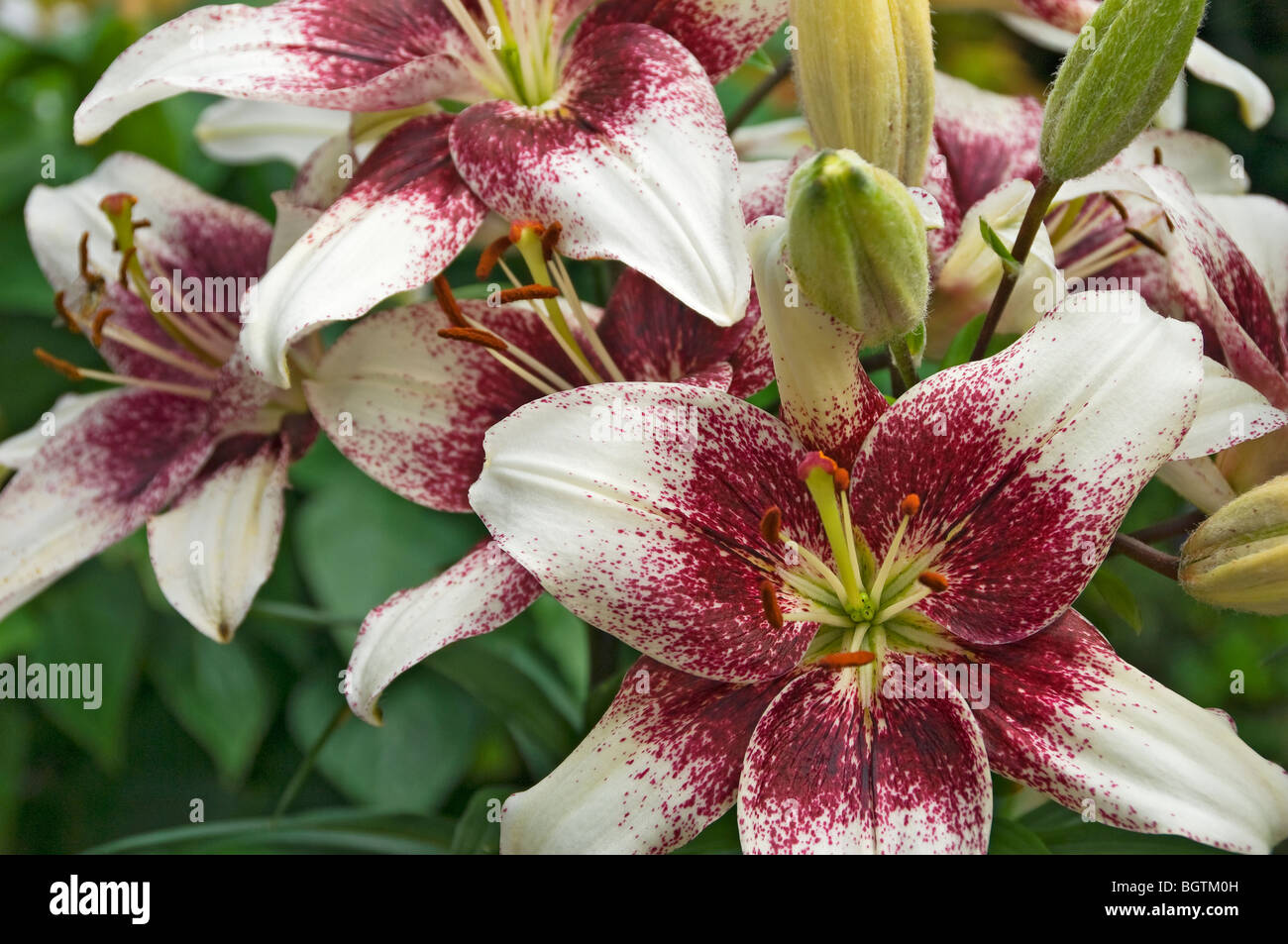 Asiatic lilies garden hi-res stock photography and images - Alamy