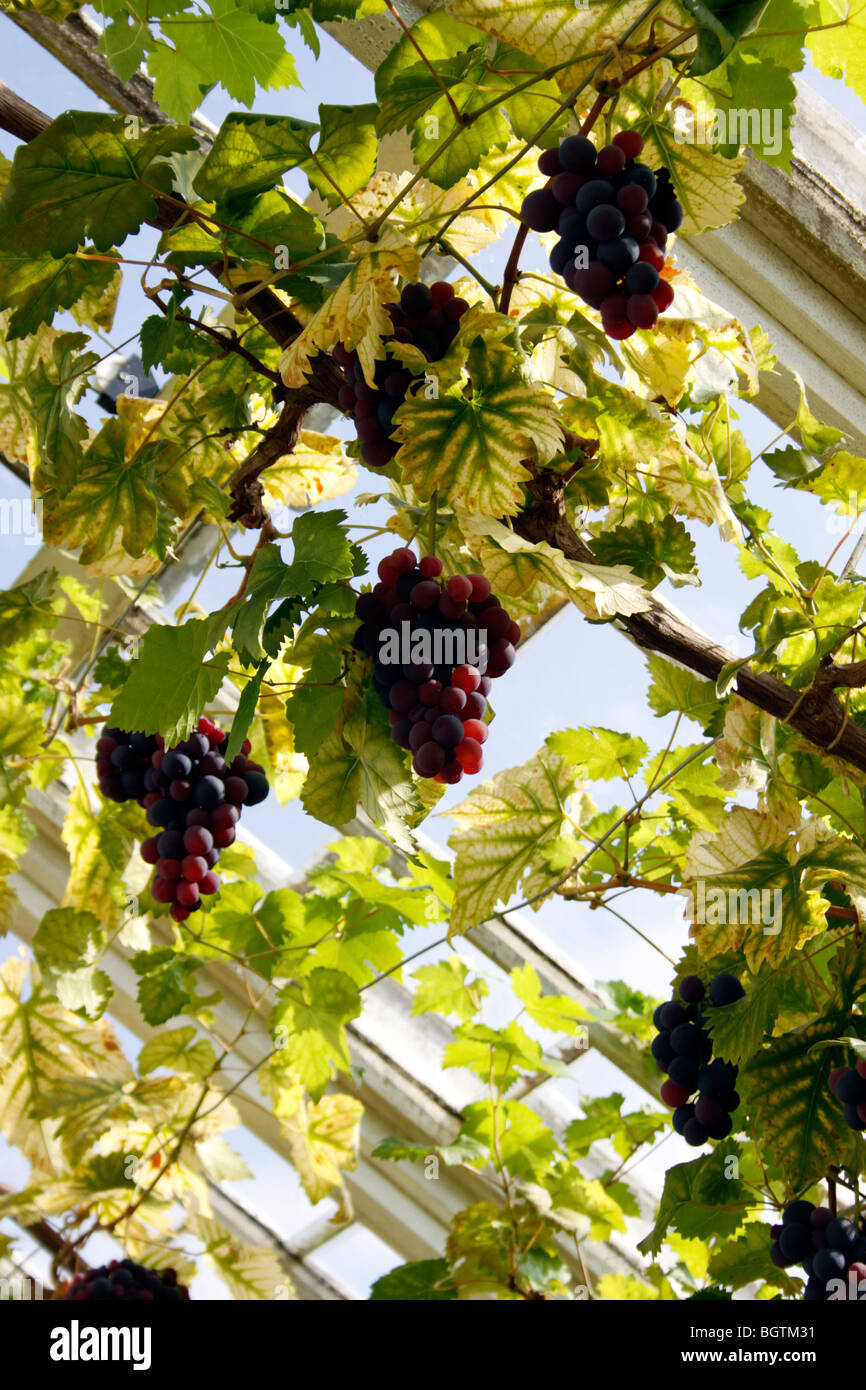 Grape vine uk hi-res stock photography and images - Alamy