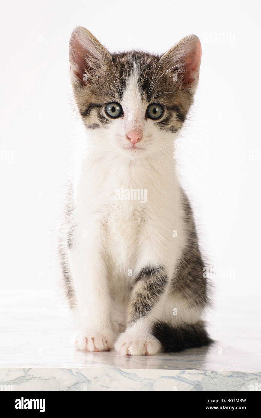 kitten - sitting - cut out Stock Photo - Alamy