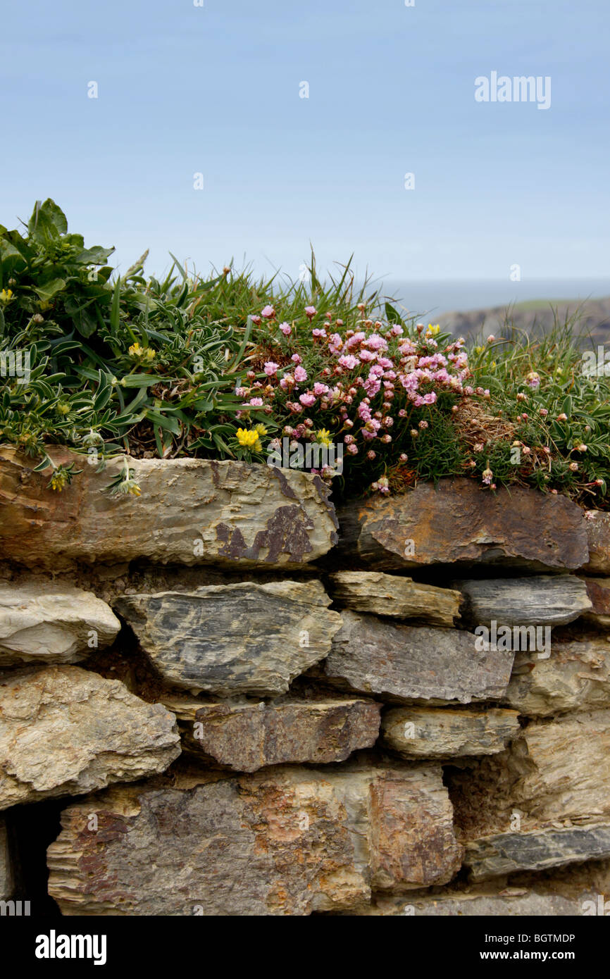 WILD FLOWERS GROWING IN A CORNISH STONE WALL. ANTHYLLIS VULNERARA ...