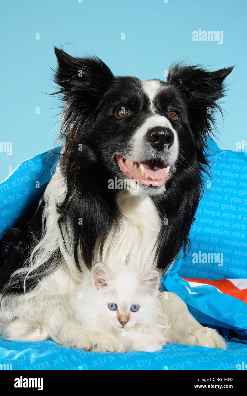 Are Border Collies Cat Friendly Petspets The Nest