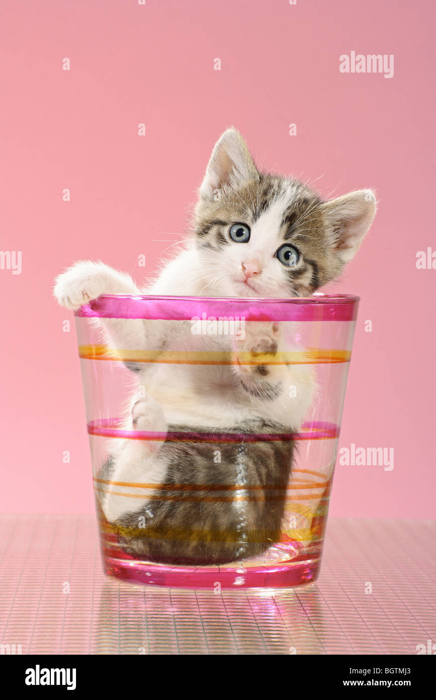 domestic cat - kitten in a glass Stock Photo - Alamy