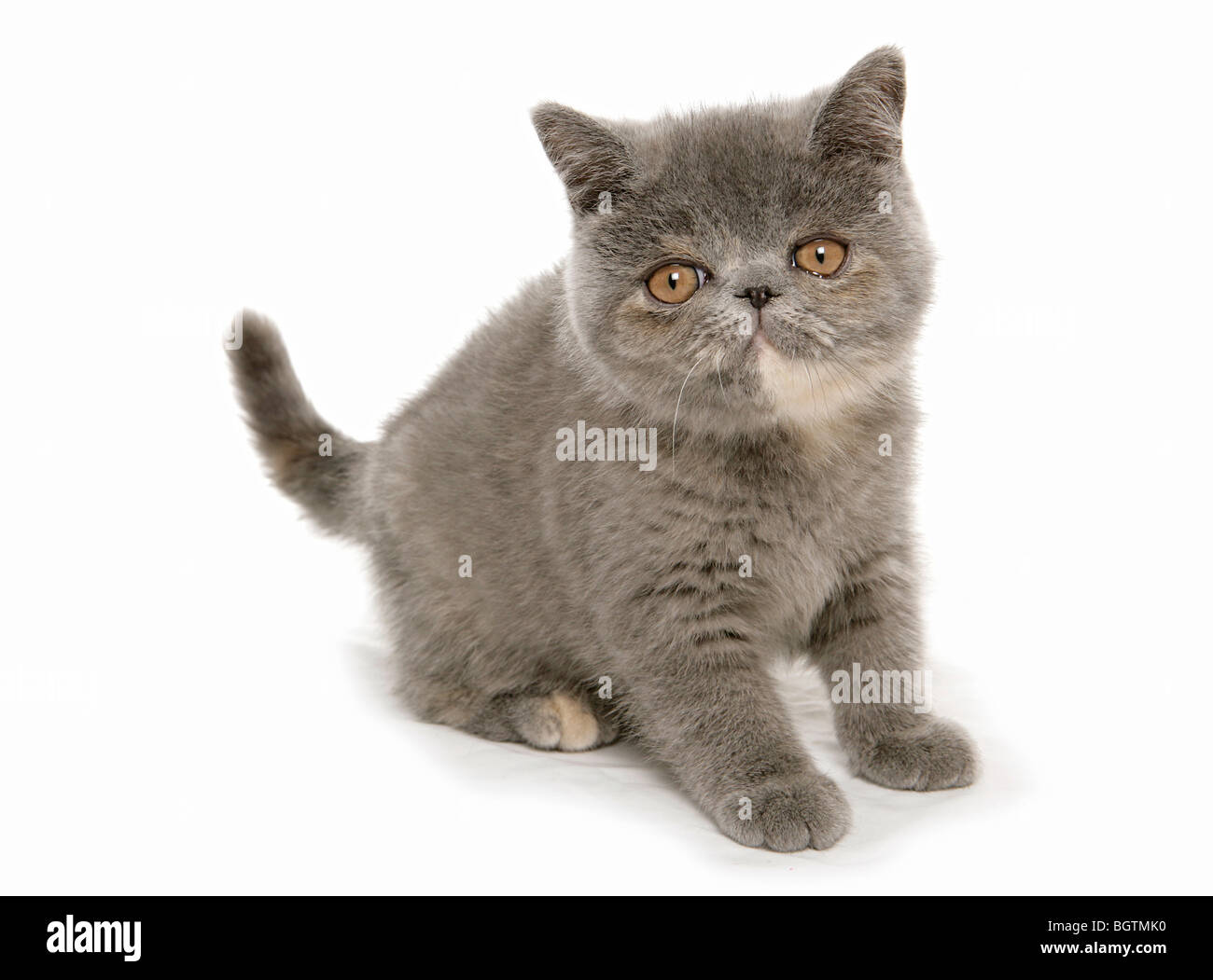 Exotic Shorthair cat - kitten - cut out Stock Photo - Alamy