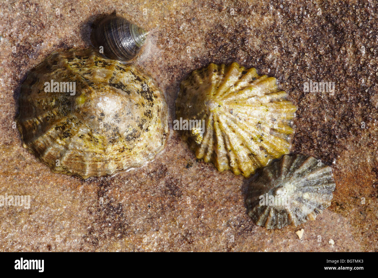 Uk limpet patella vulgata uk hi-res stock photography and images - Alamy
