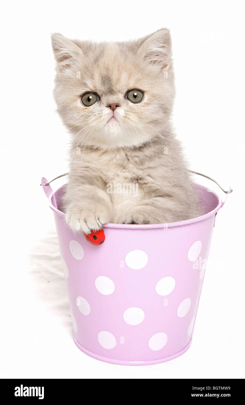 Cat in bucket Cut Out Stock Images & Pictures - Alamy