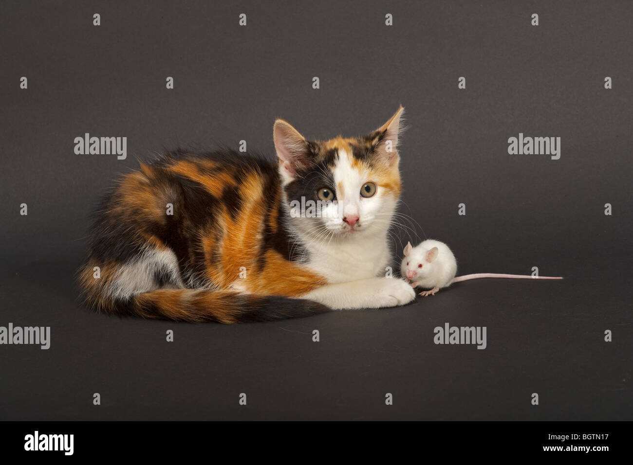 Tortoiseshell Kitten Playing with White Mouse Stock Photo - Alamy