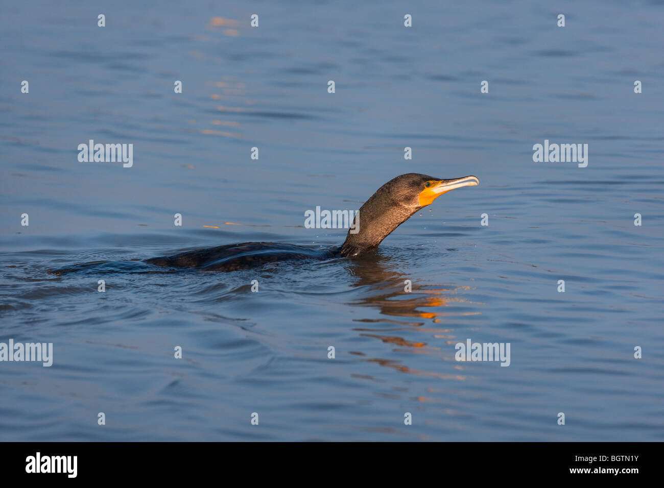 Capturing fish hi-res stock photography and images - Alamy