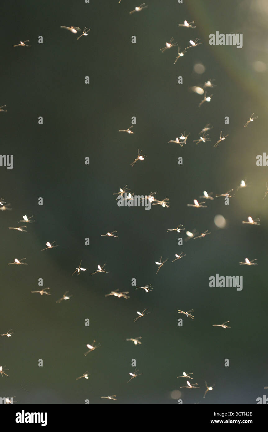 Swarm of Winter Gnats, Norfolk UK, December Stock Photo - Alamy