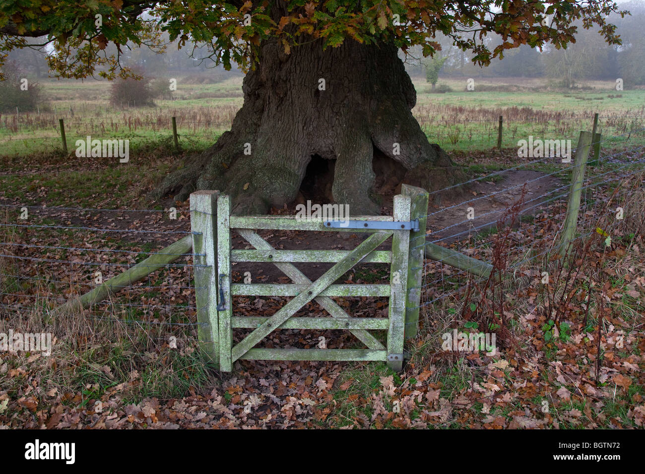 Oak tree gateway hi-res stock photography and images - Alamy