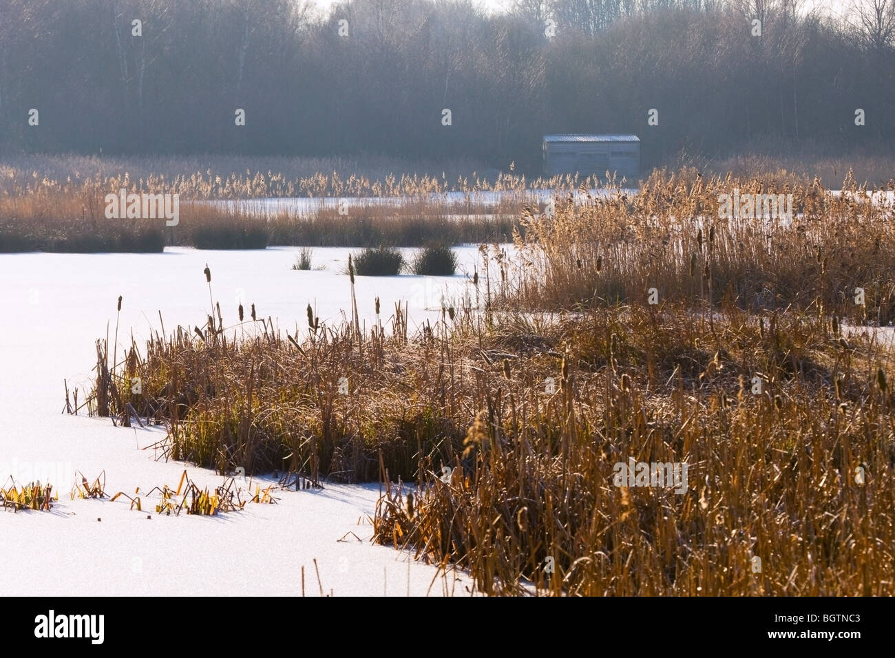 Willow Pool at Potteric Carr Nature Reserve showing frozen snow covered ...