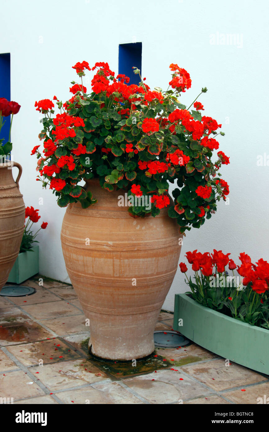 Geraniums In Terracotta Pots
