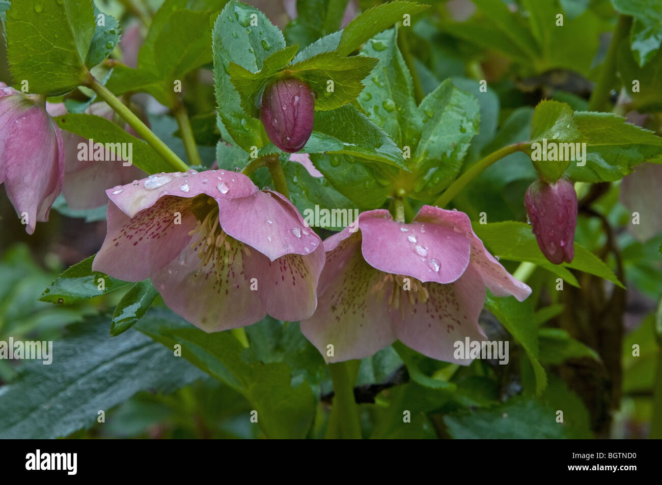 Helleborus blooms in spring Stock Photo - Alamy