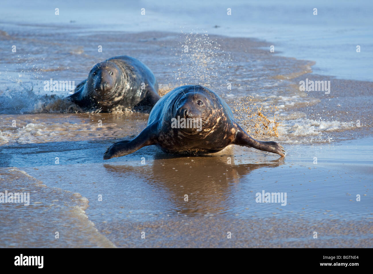 Grey Seal Halichoerus grypus males fighting on North Norfolk coastal ...